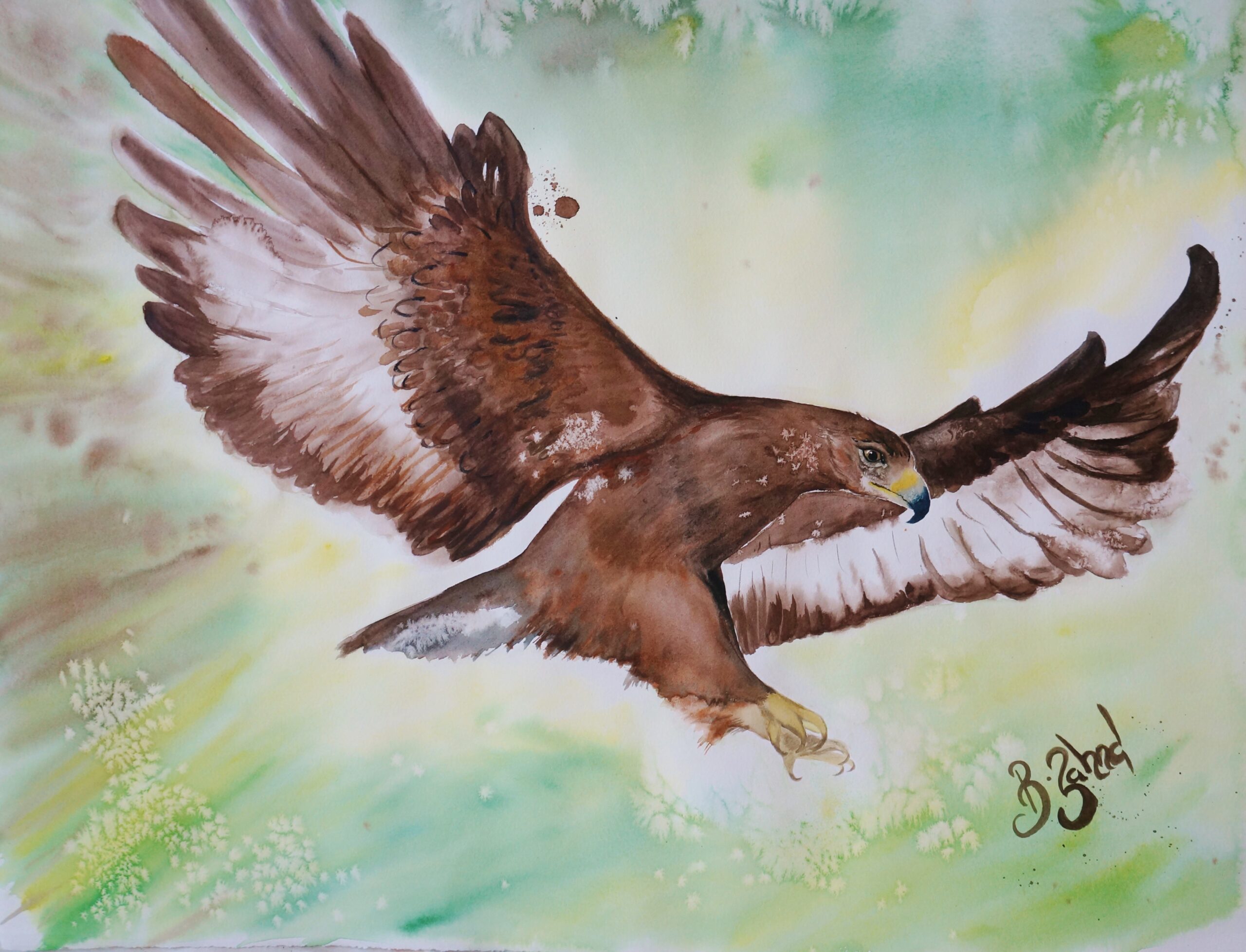 Adler - vernissage4u